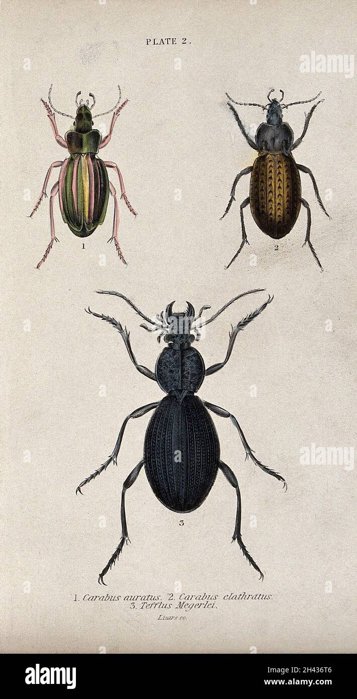 Three insects hi-res stock photography and images - Alamy