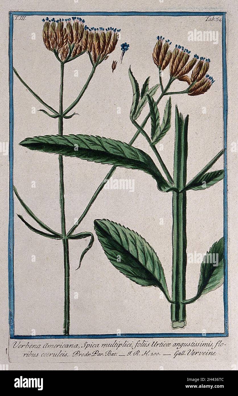 A plant (Verbena americana): flowering stem with separate lower stem ...