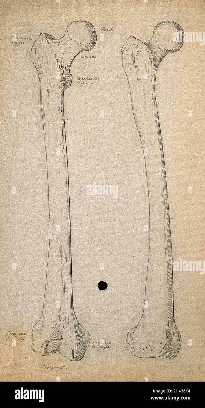 Right femur (thigh-bone), front view: two figures. Pencil drawing, ca ...