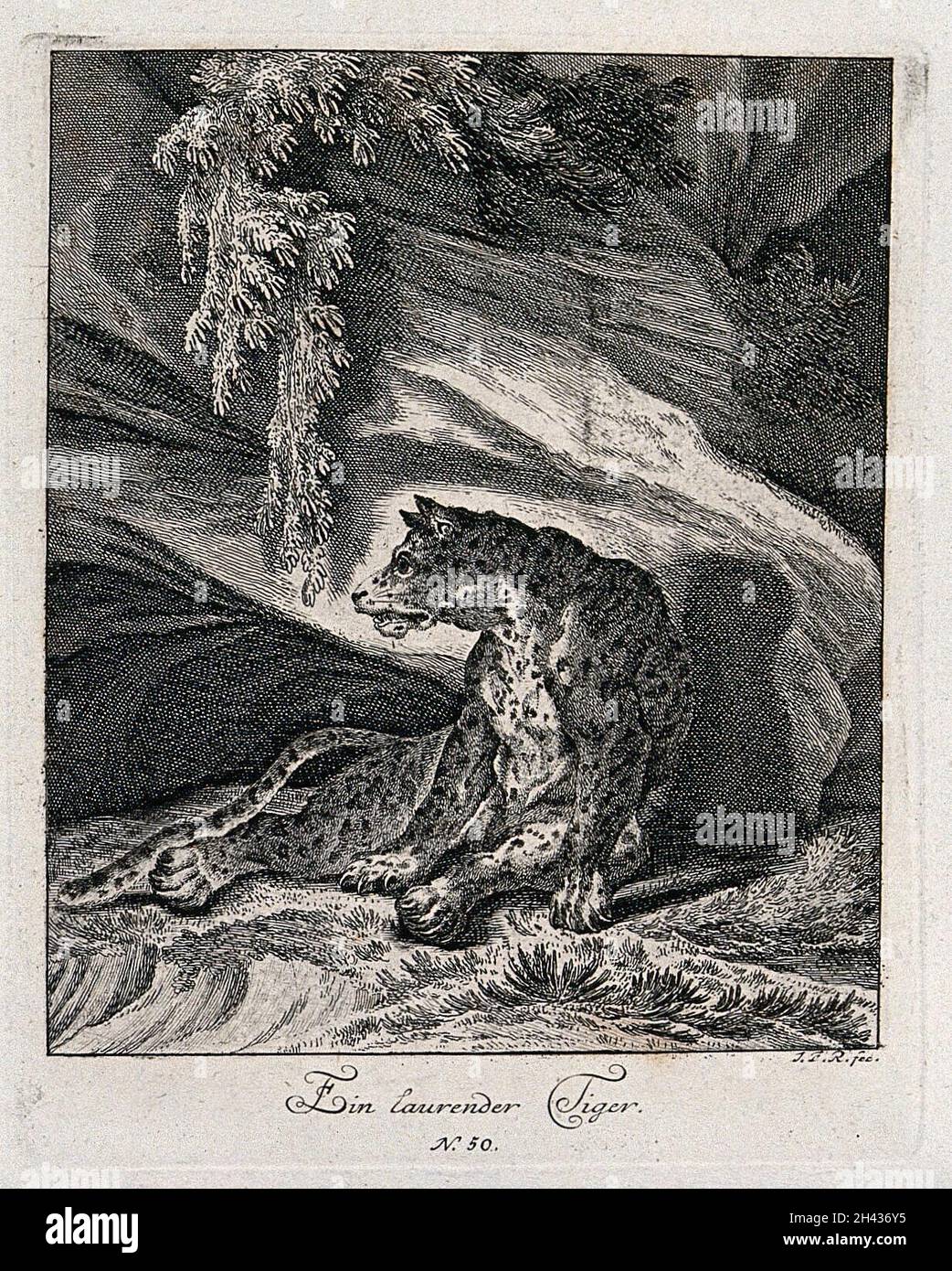 Tiger lying in wait hi-res stock photography and images - Alamy