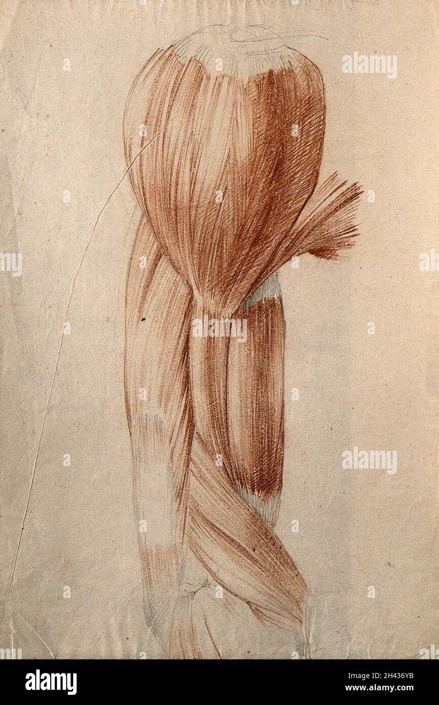Shoulder muscle drawing hi-res stock photography and images - Alamy