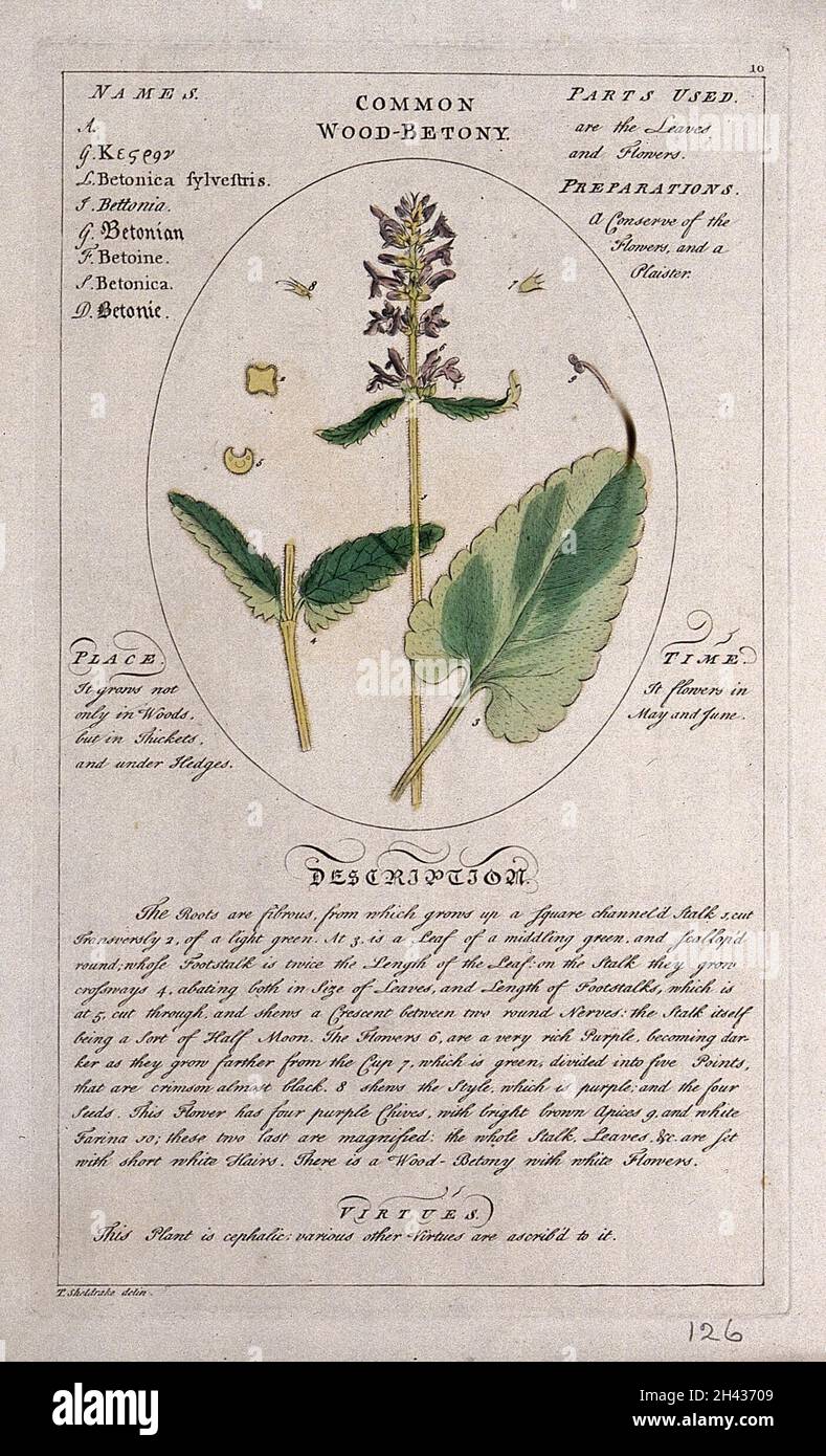 Betony (Stachys officinalis (L.) Trev.): flowering stem with separate ...