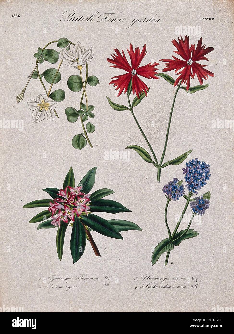 Four British garden plants: flowering stems. Coloured etching, c. 1835 ...