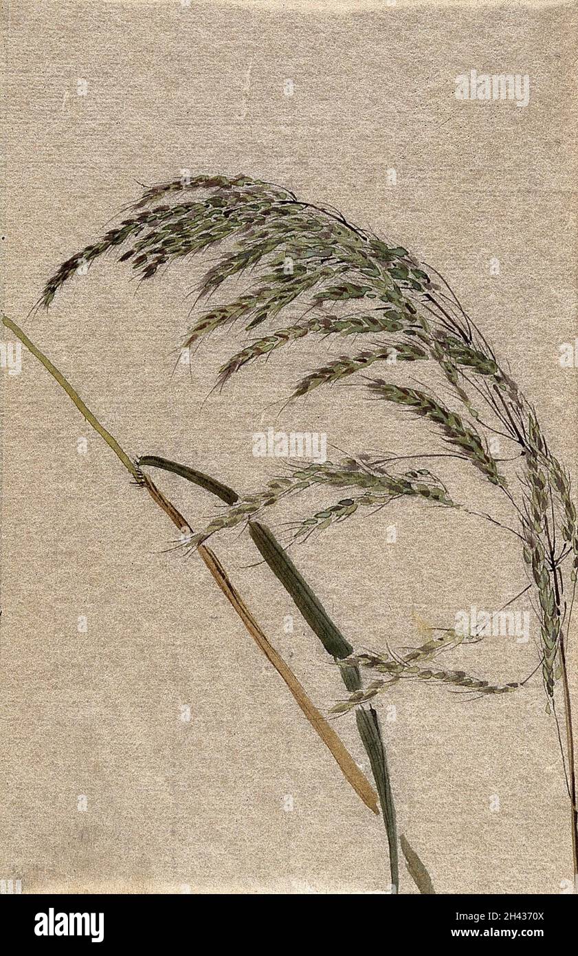 A grass (Panicum species): seed head and stalk. Watercolour Stock Photo ...