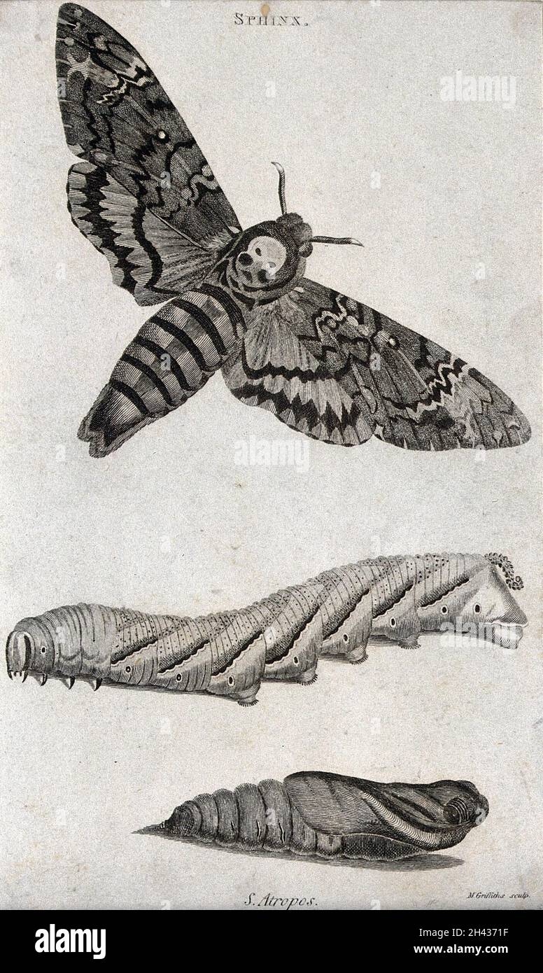 A hawk moth (Sphinx) shown as imago, larva and pupa. Etching by M ...