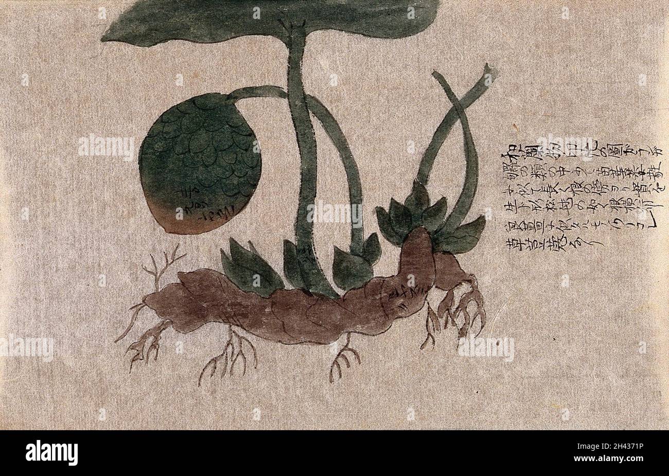 A plant with creeping tuberous root and large globose fruit ...