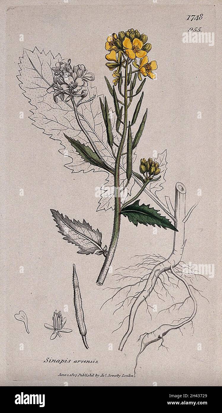 Charlock (Sinapis arvensis): flowering stem, root and floral segments ...