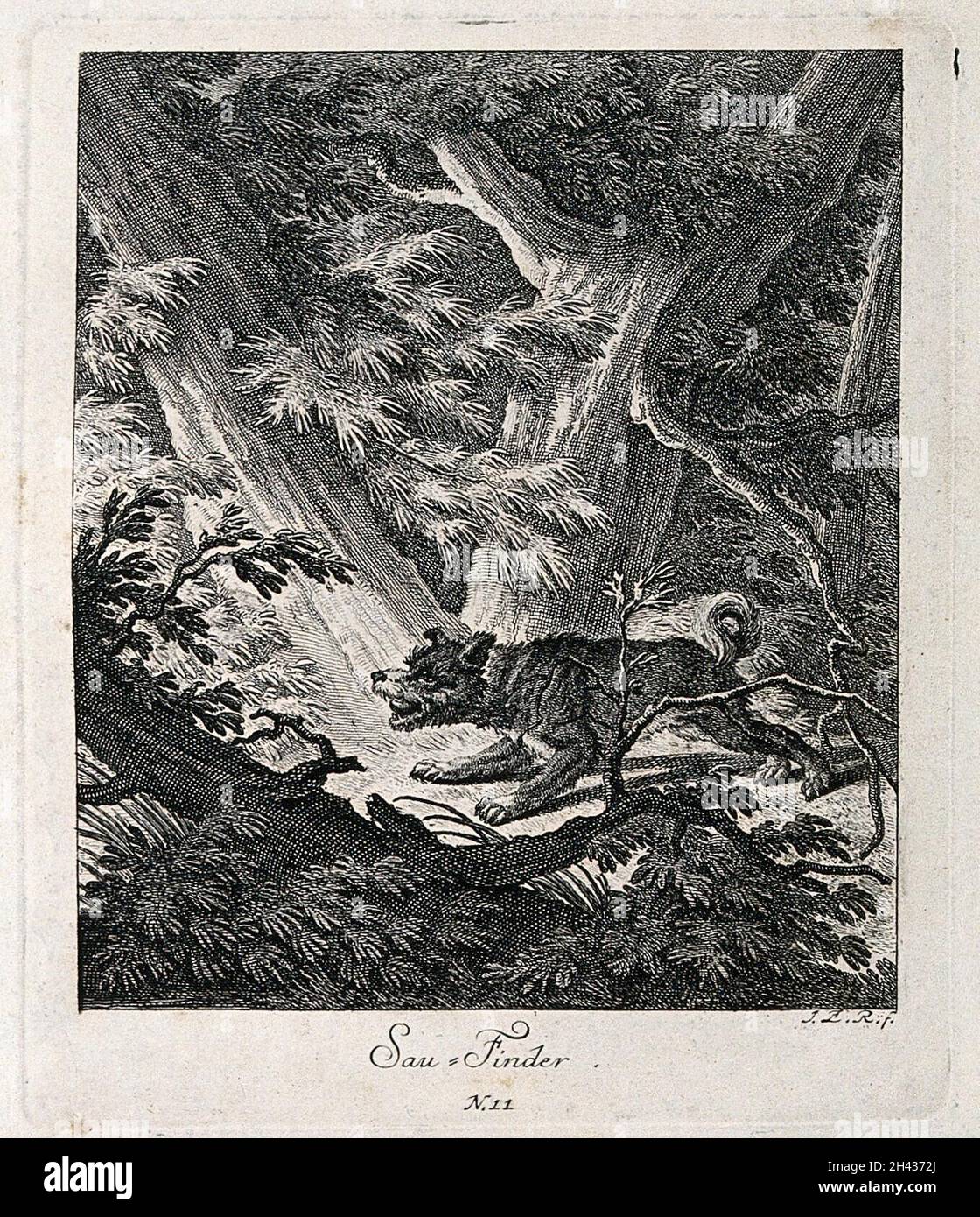 A boarhound standing barking in a forest. Etching by J. E. Ridinger ...