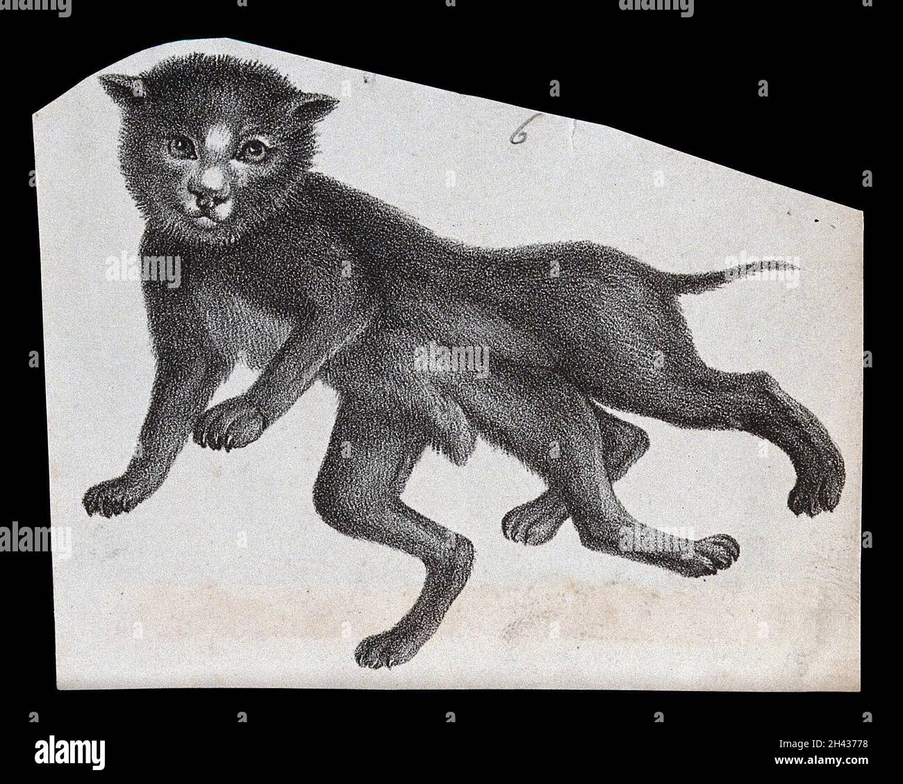 Cat with congenital defects (four hind legs). Lithograph Stock Photo ...