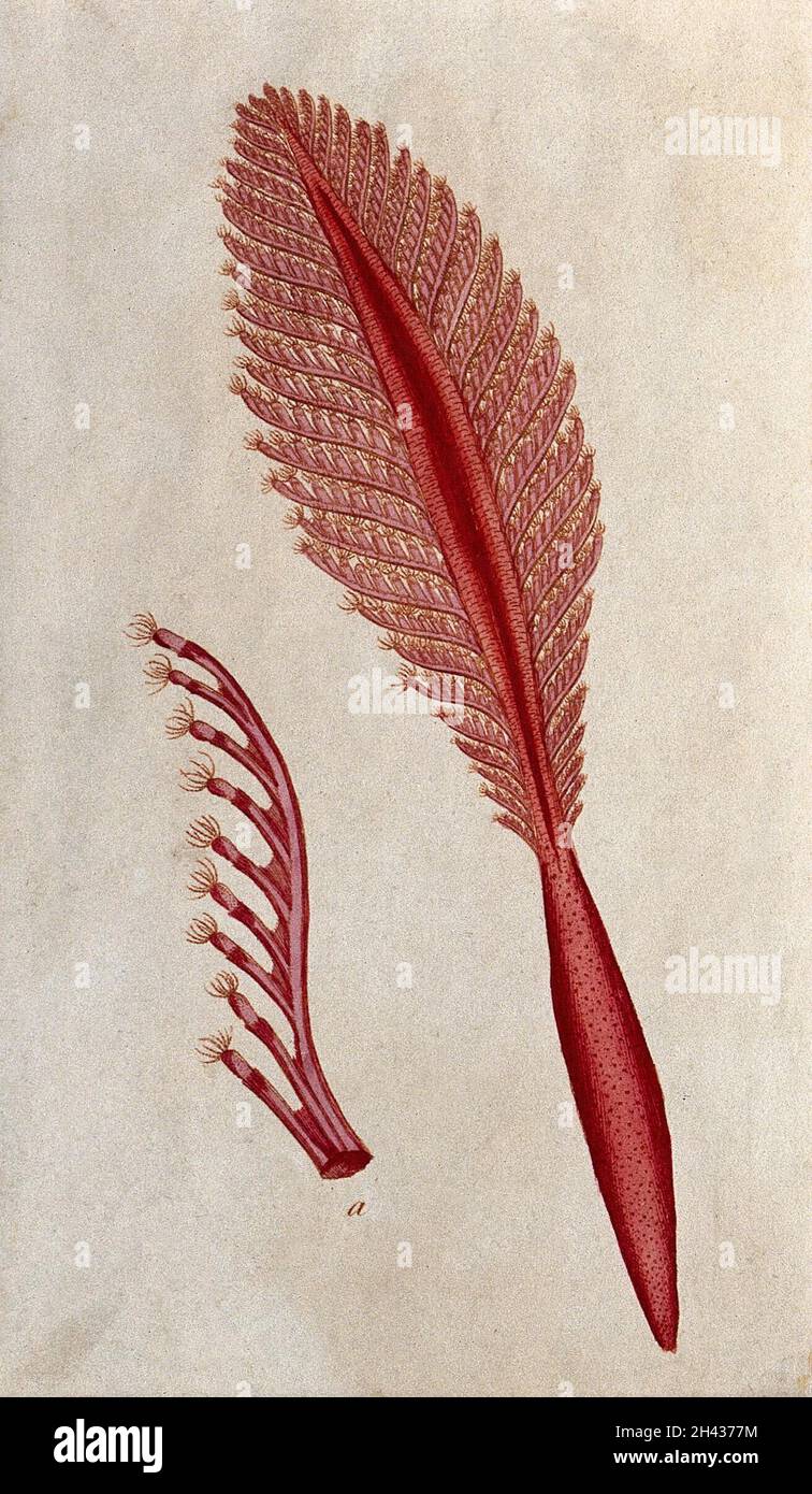 Marine animalcules. Coloured etching Stock Photo - Alamy