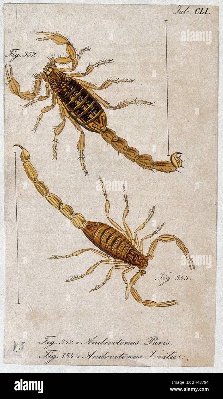 Two scorpions: Androctonus paris and Androctonus troilus. Coloured ...