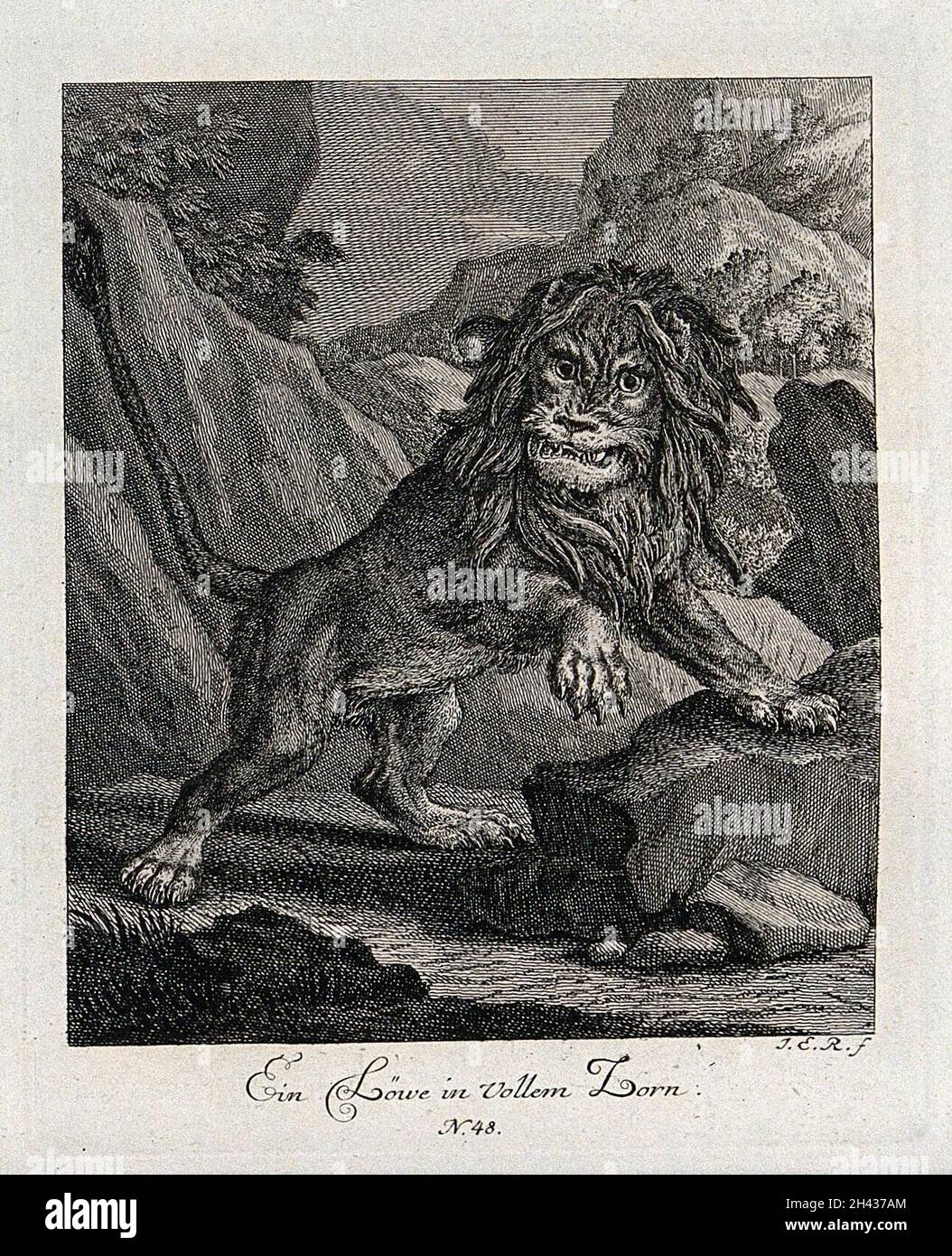 Enraged lion hi-res stock photography and images - Alamy