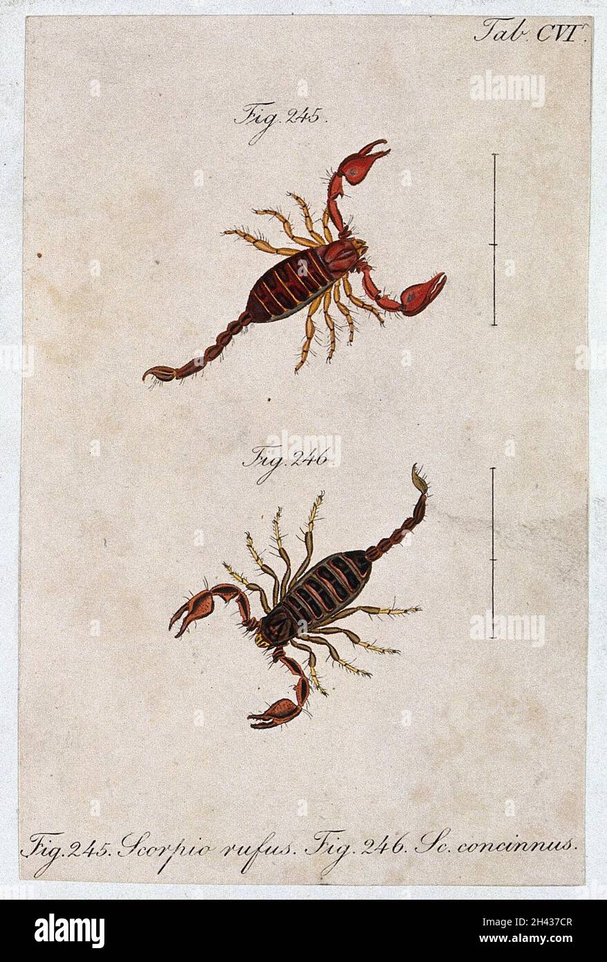 Two scorpions: Scorpio rufus and Scorpio concinnus. Coloured engraving ...