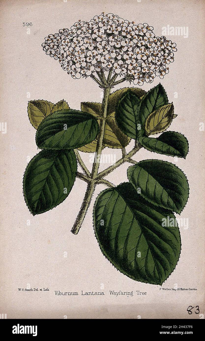 Wayfaring tree (Viburnum lantana): flowering stem. Coloured lithograph ...