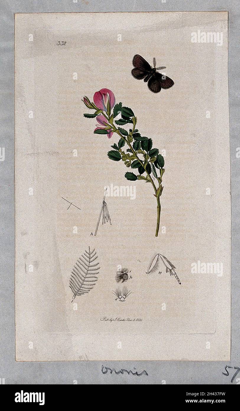 Rest-harrow plant (Ononis arvensis) with an associated moth and its ...