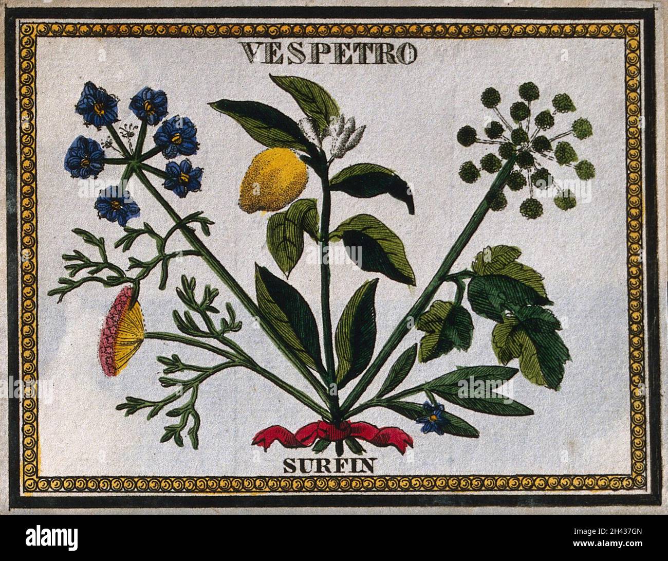 A Vespetro label illustrated with a bunch of four plants. Coloured ...