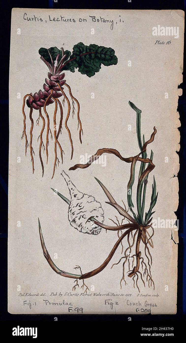 Two examples of different root systems: a denticulate primrose ...