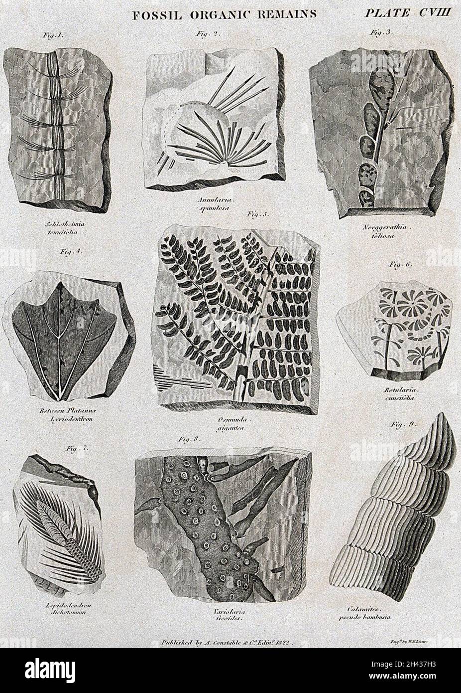 Lizars anatomy hi-res stock photography and images - Alamy