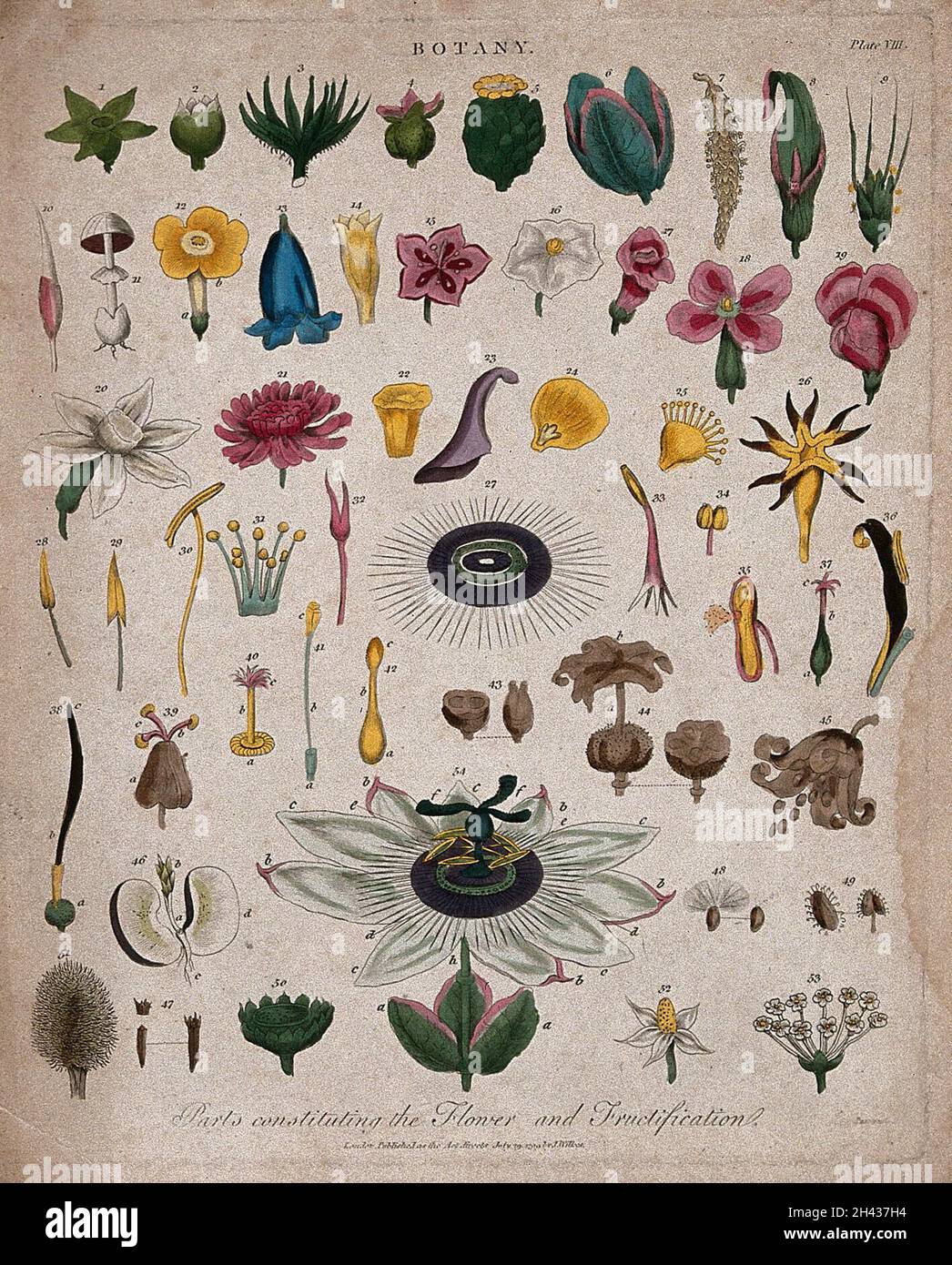 Fifty-four flowers, fruit and floral segments of different forms ...