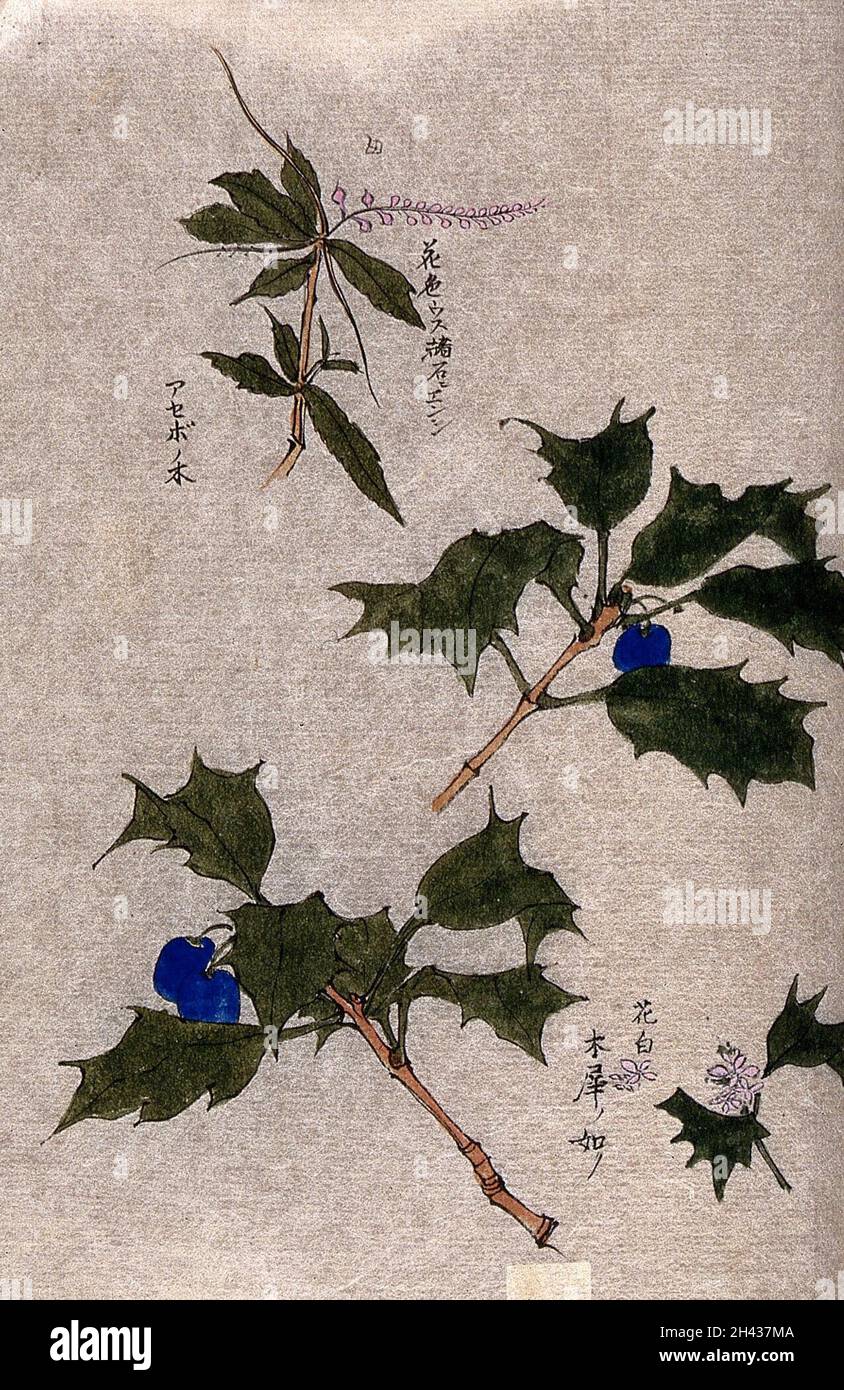 Three plants, including two fruiting branches of a holly (Ilex species ...
