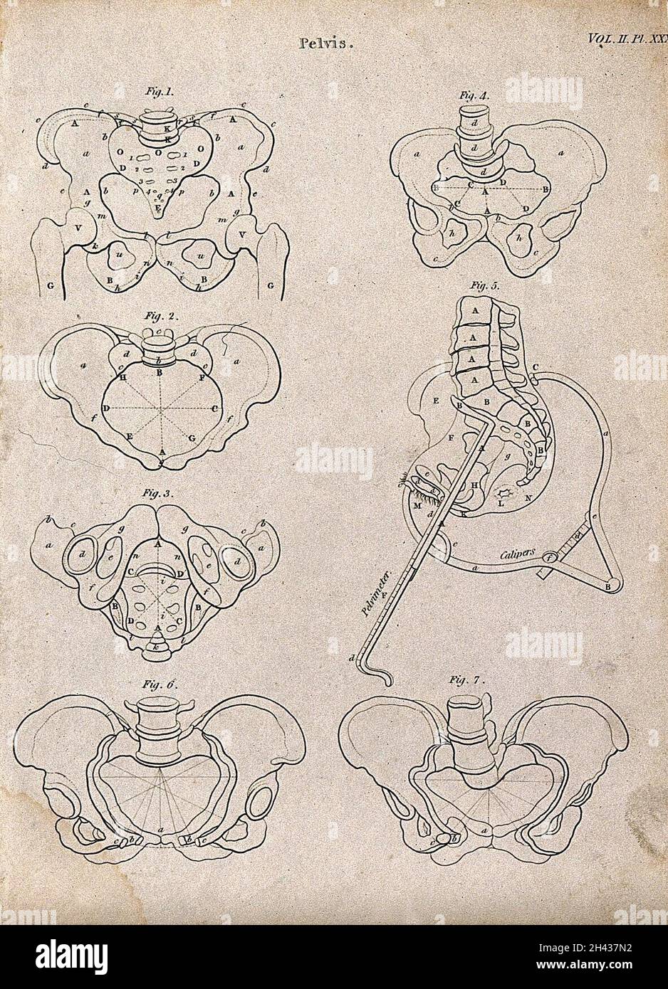 Pelvis: seven figures. Line engraving by Campbell, 1816/1821 Stock ...