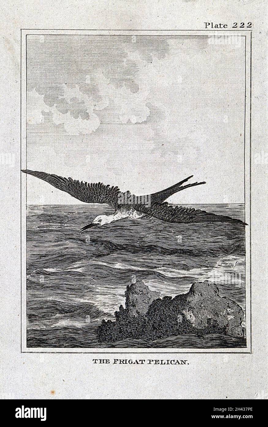 A frigate bird. Etching with engraving Stock Photo - Alamy