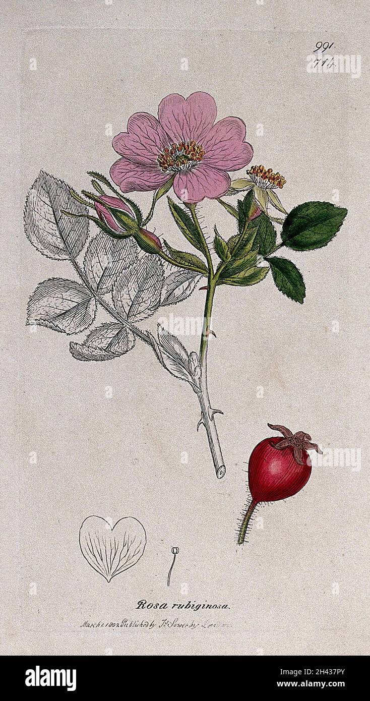 Eglantine rose (Rosa eglanteria): flowering stem, fruit and floral ...