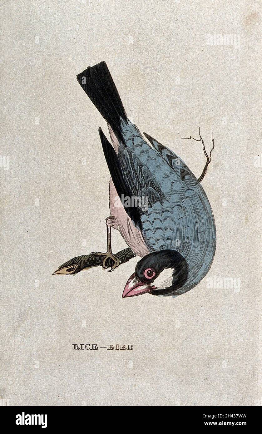 Birds color engraving 19th hi-res stock photography and images - Alamy