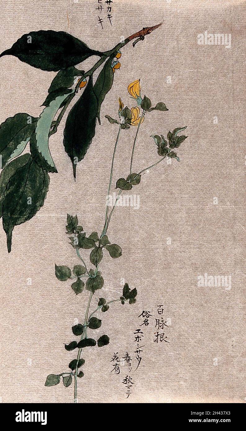 Two plants, a flowering trefoil (Lotus species) and a fruiting Styrax ...