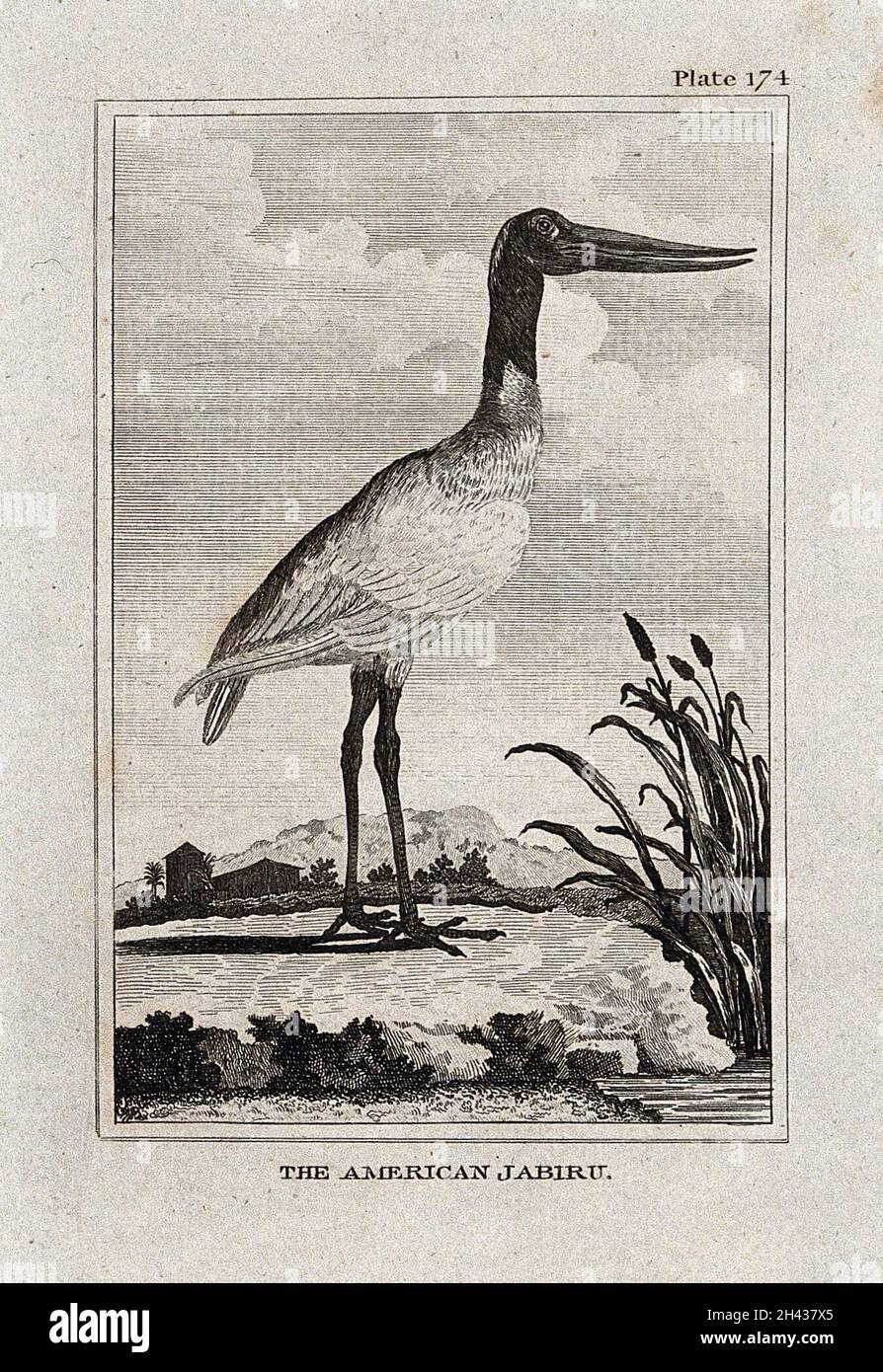 Jabiru illustration hi-res stock photography and images - Alamy