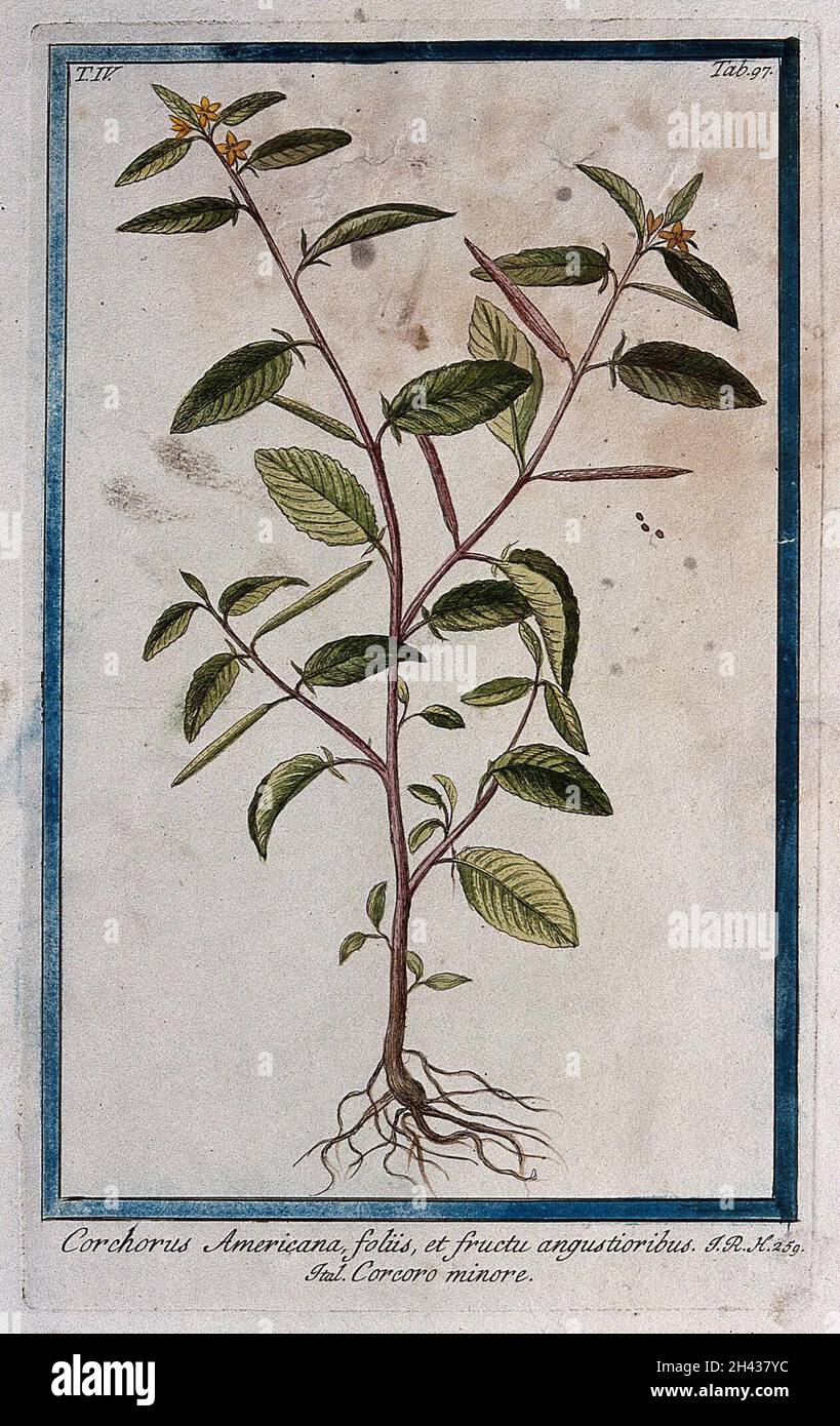 Corchorus sp hi-res stock photography and images - Alamy