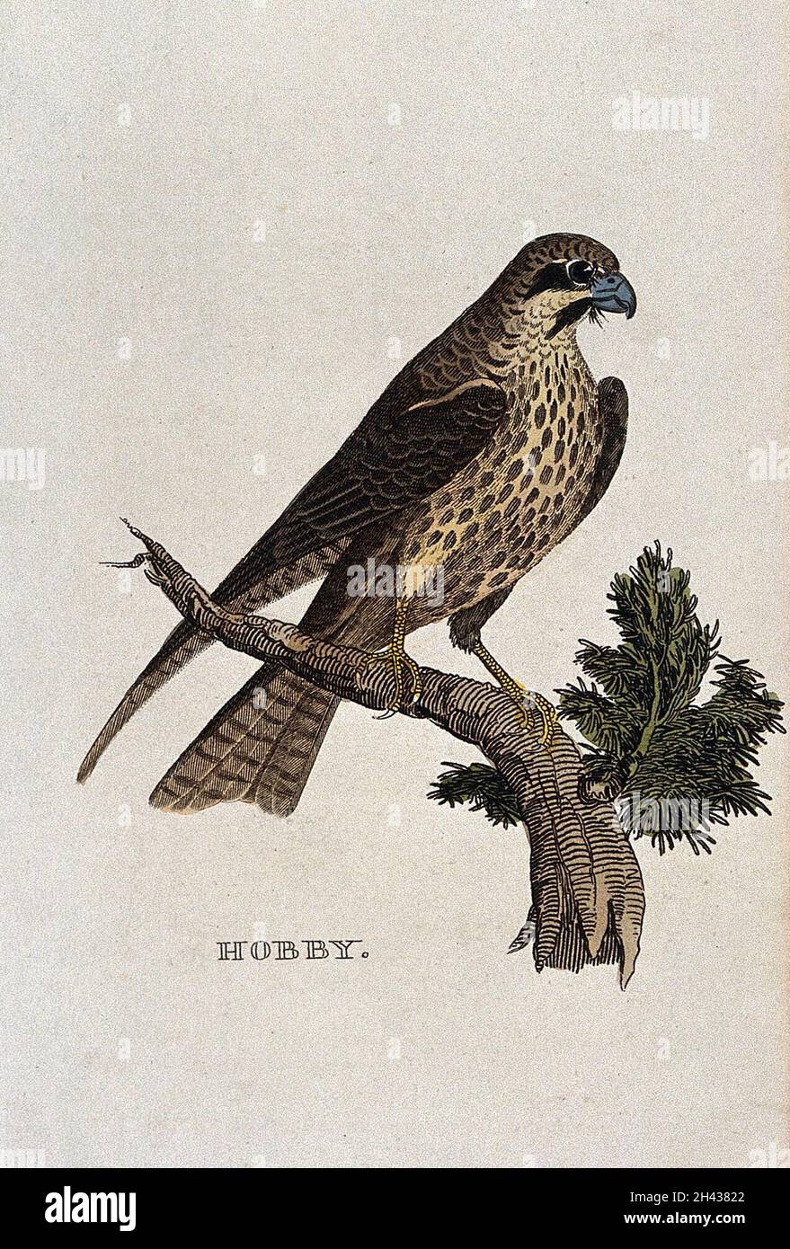 Hobby falcon illustration hi-res stock photography and images - Alamy