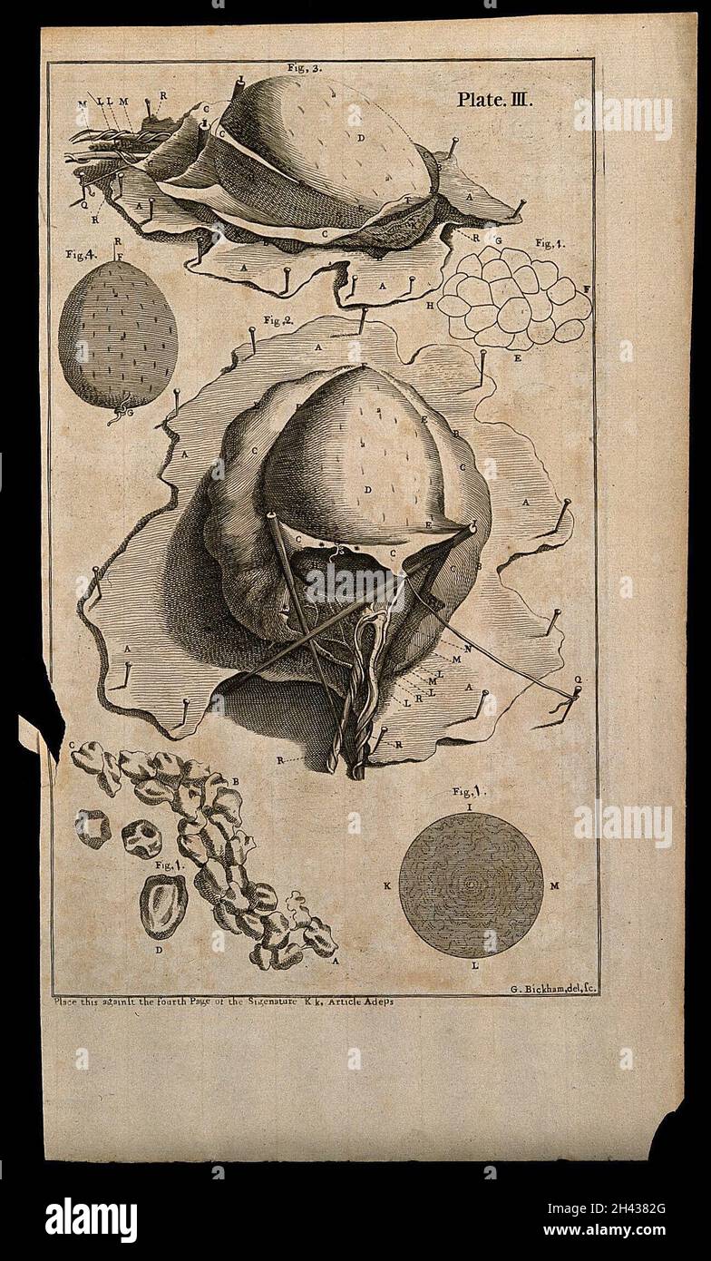 Allantois High Resolution Stock Photography and Images - Alamy