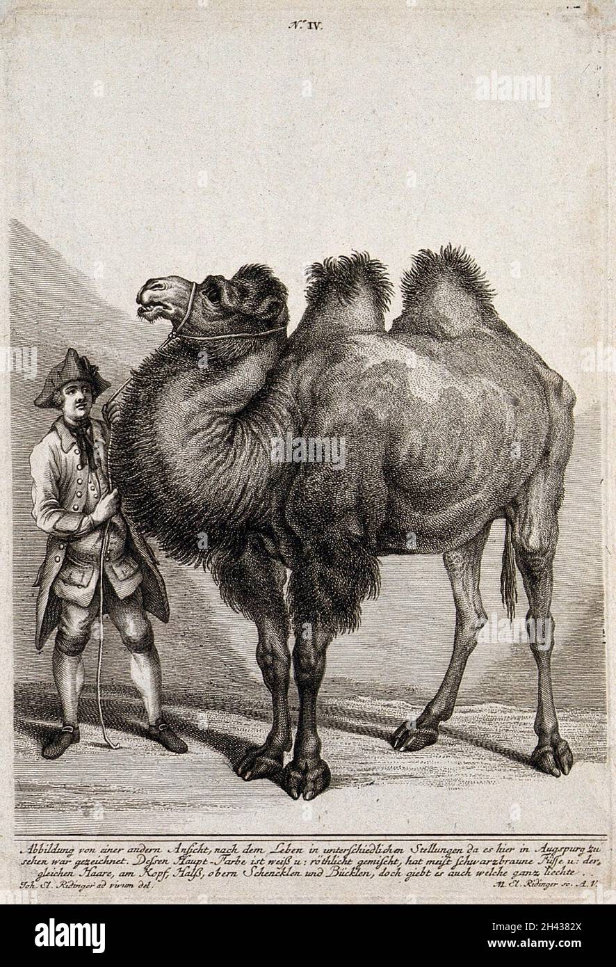 Ridinger man hi-res stock photography and images - Alamy