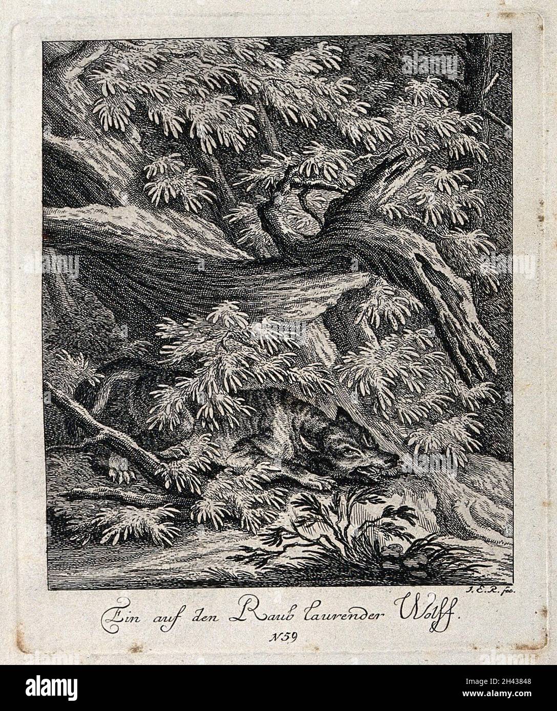 A wolf lying in wait for its prey in a forest. Etching by J. E ...