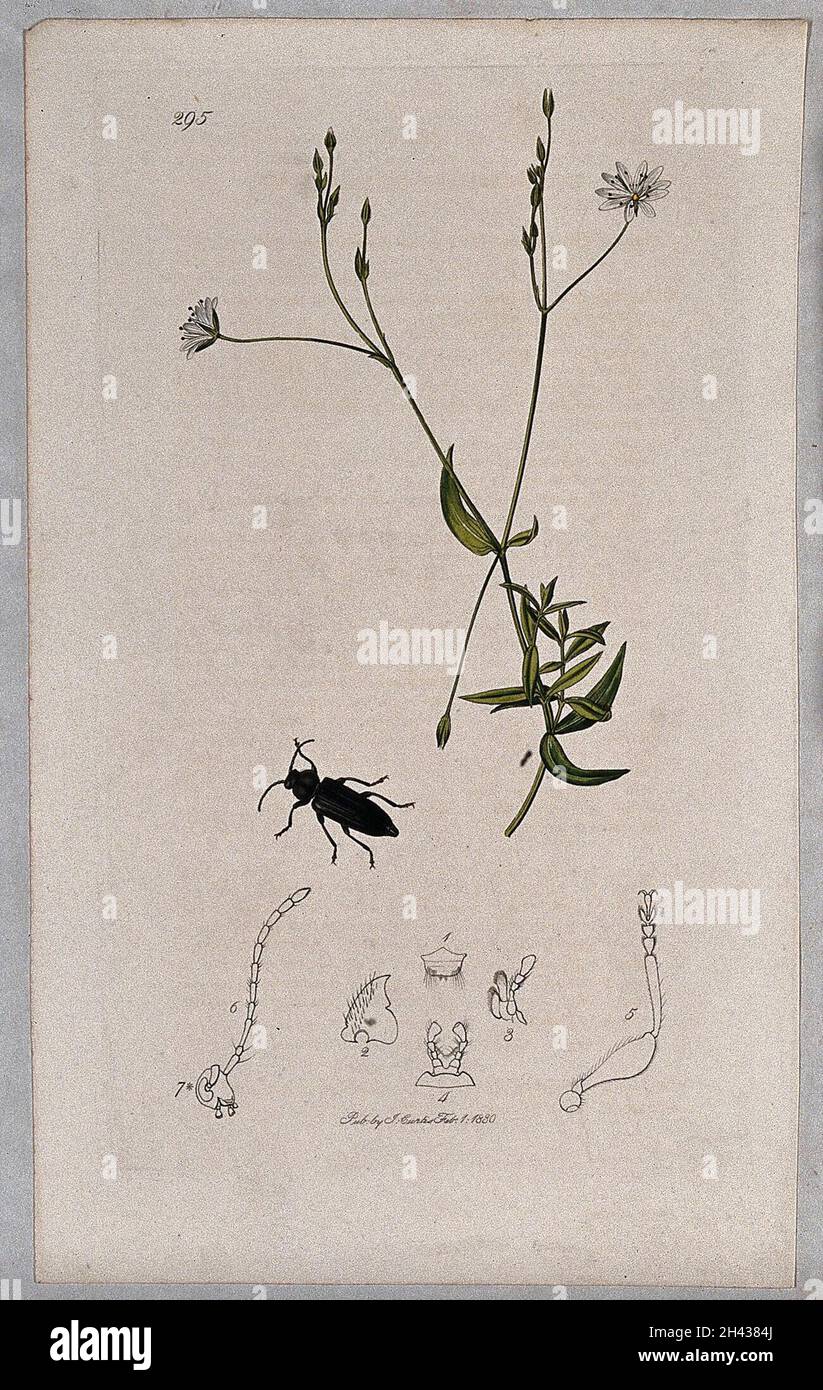 Chickweed or stitchwort plant (Stellaria graminea) with an associated ...