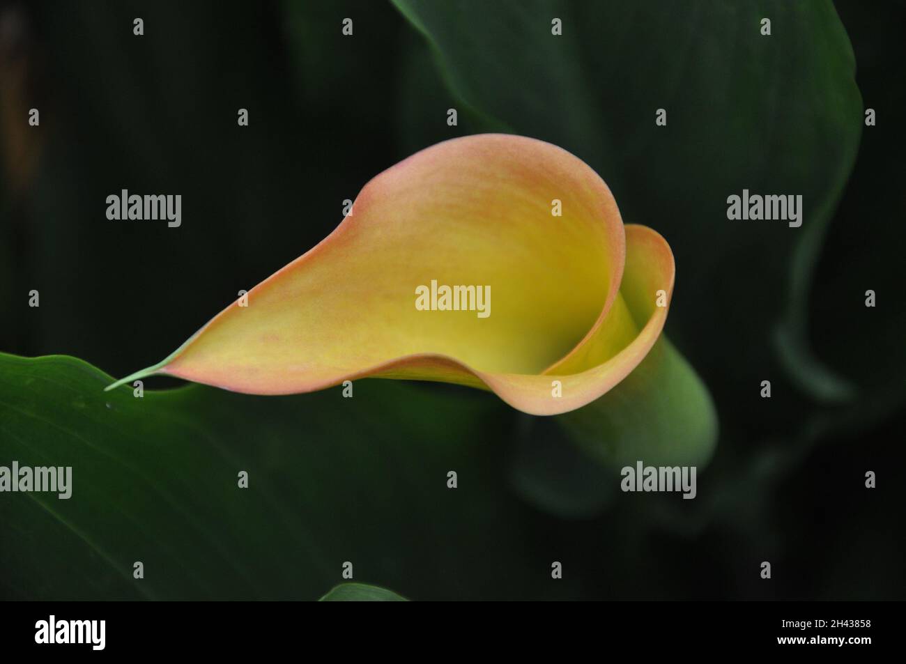 isolated yellow calla flower with green backgroun,blurr image with ...