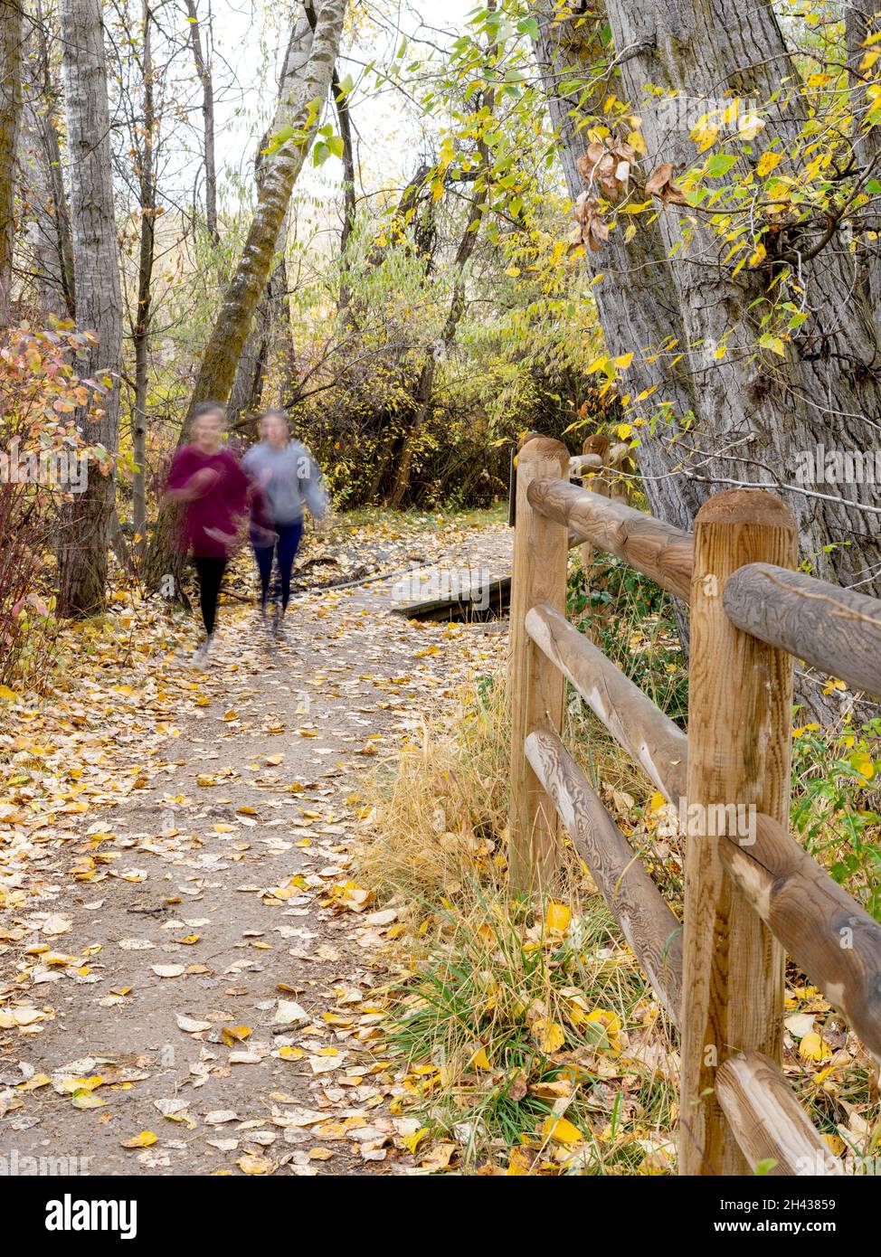 Fall colored trees with joggers running on a trail Stock Photo - Alamy