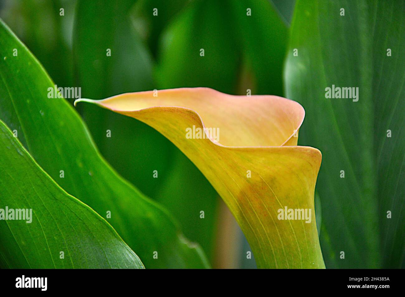 isolated yellow calla flower with green backgroun,blurr image with ...