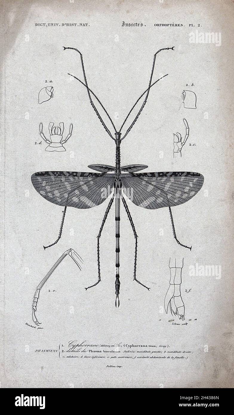 A stick insect surrounded by parts of its bodily structure. Etching by ...