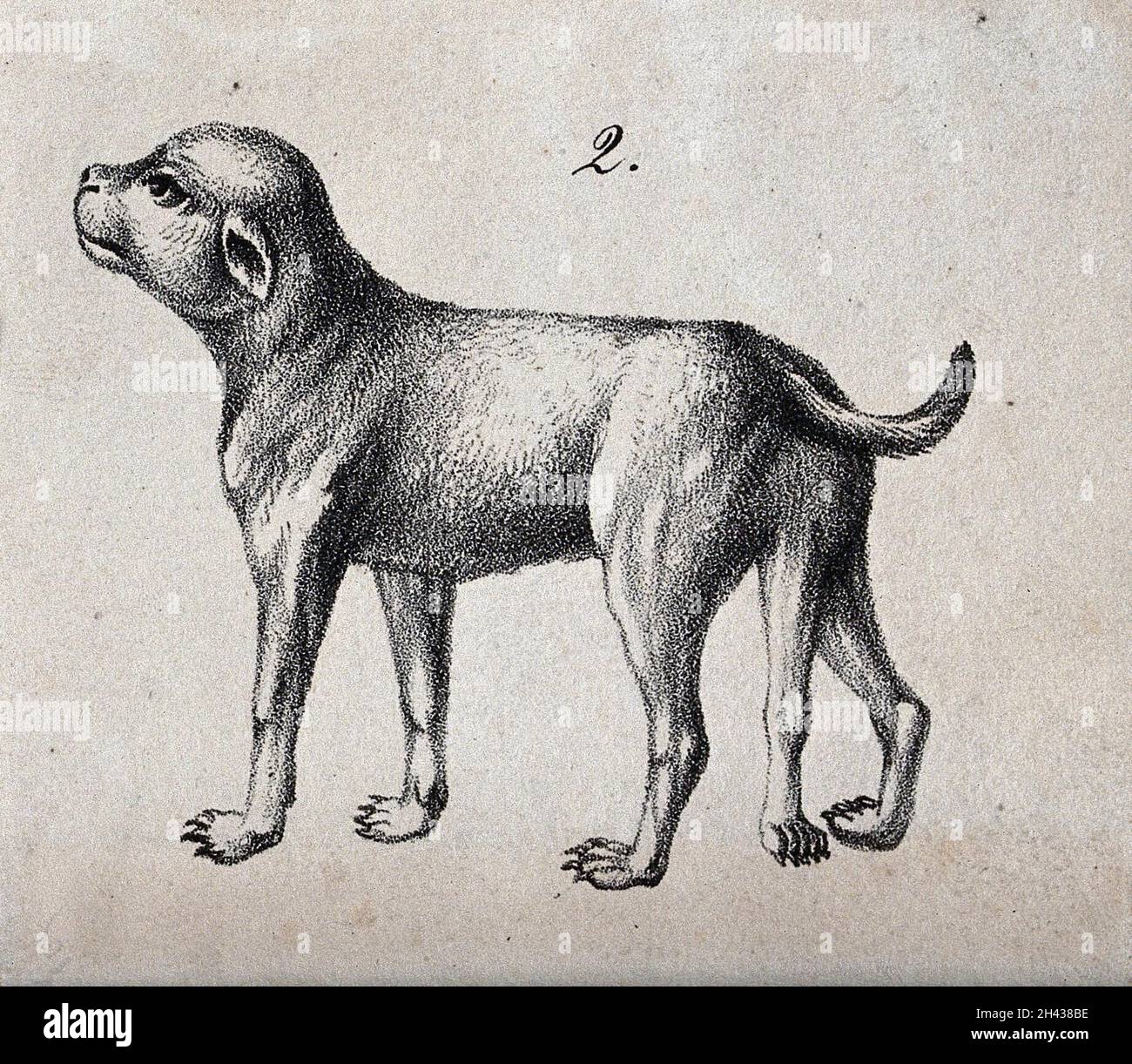 A dog with congenital defects (five legs). Lithograph Stock Photo - Alamy