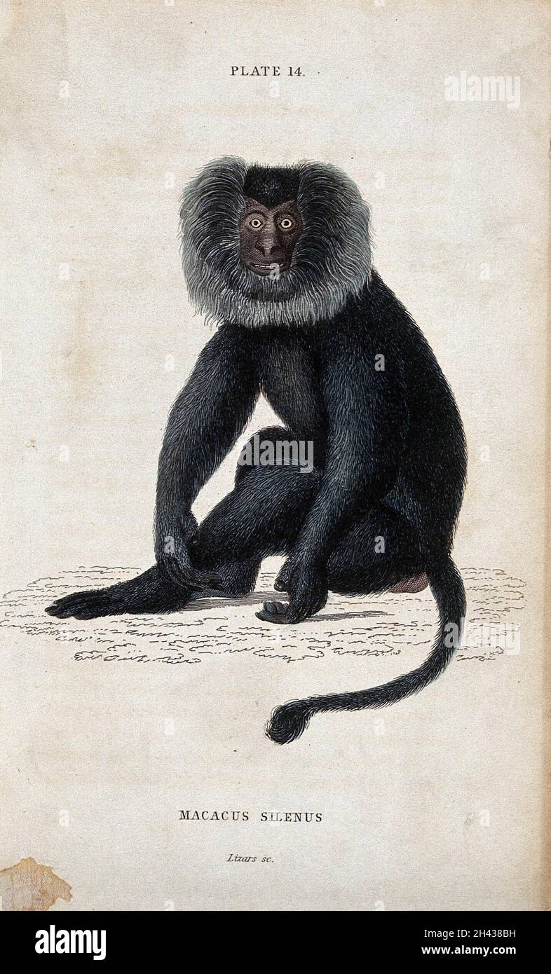 A macque monkey of the genus macacus silenus sitting on the ground ...