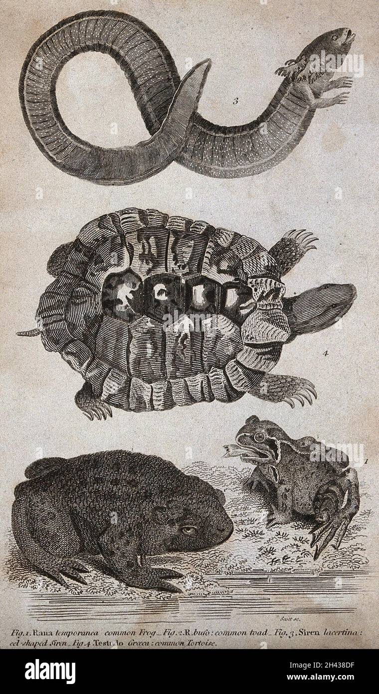 A common toad, frog, tortoise and eel-shaped siren. Etching by J. Scott ...