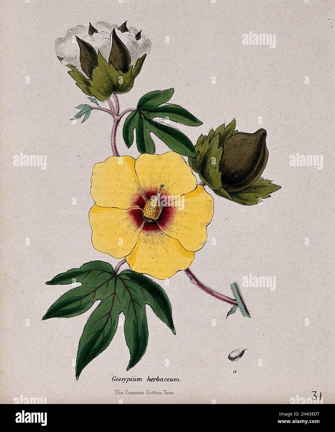 Cotton tree (Gossypium herbaceum): flower, fruits and seed. Coloured ...