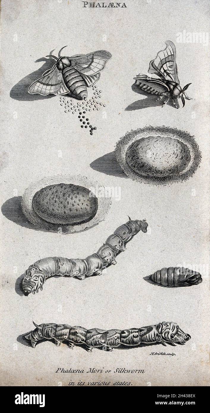 A silkworm (Phaloena mori) shown as imago, larva, pupa and egg. Etching ...