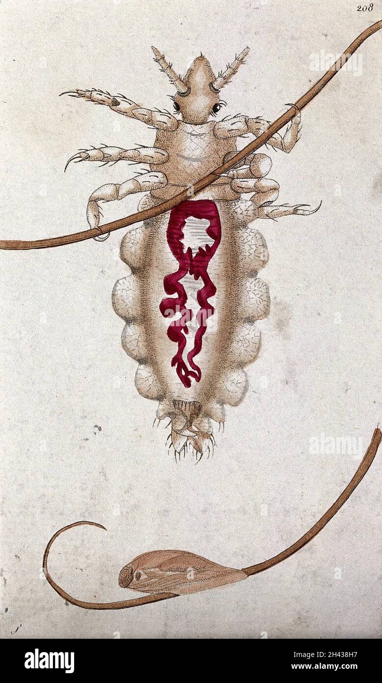 An insect, possibly a louse, with its circulation system depicted and ...