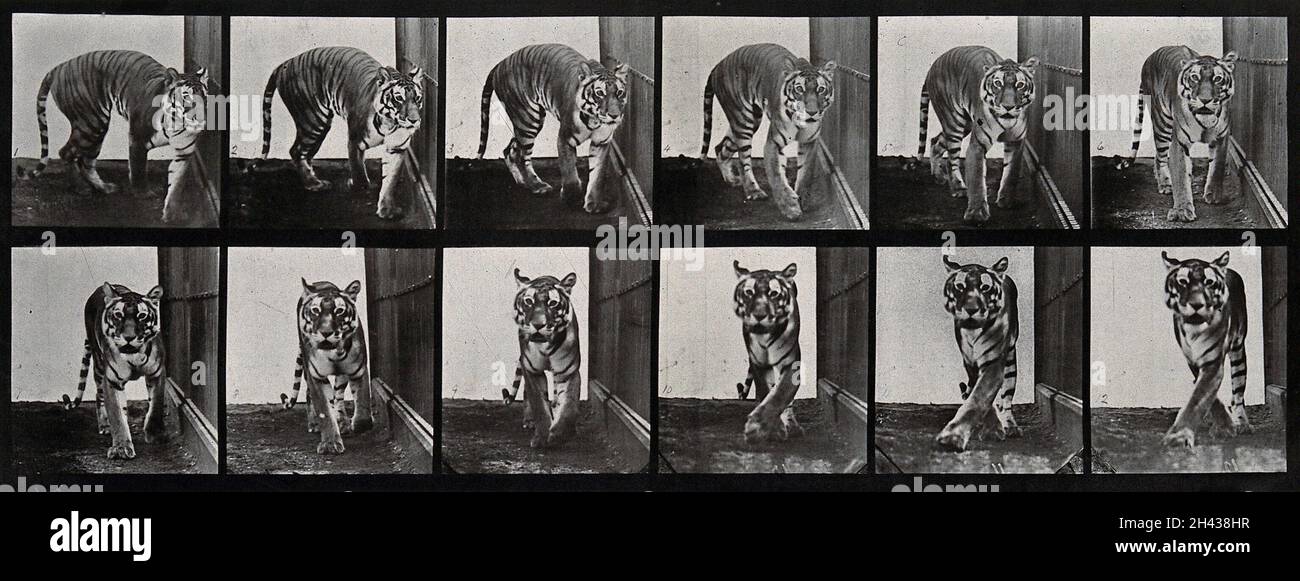 Cat eadweard muybridge hi-res stock photography and images - Alamy