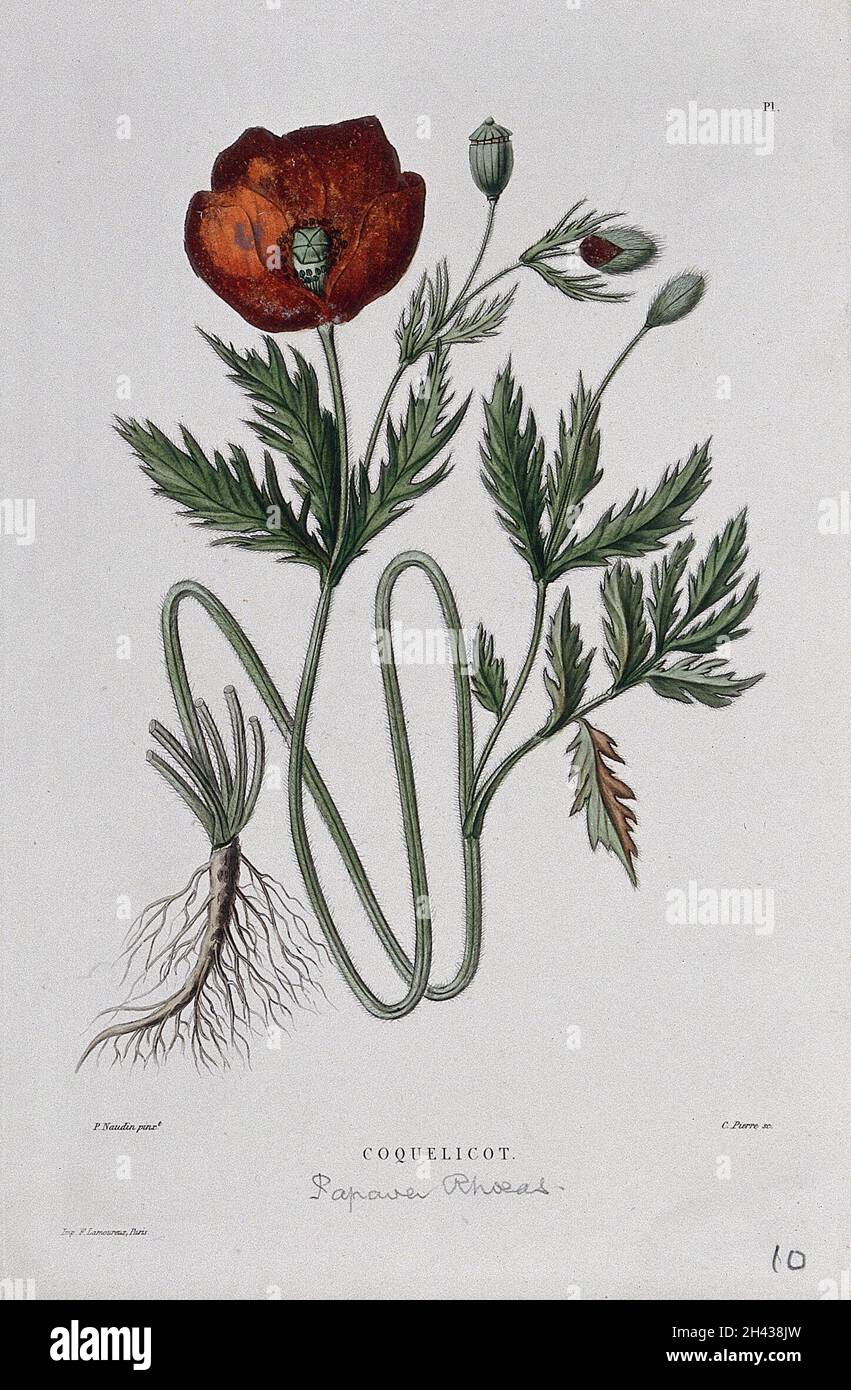 Red poppy (Papaver rhoeas): entire flowering plant. Coloured etching by ...