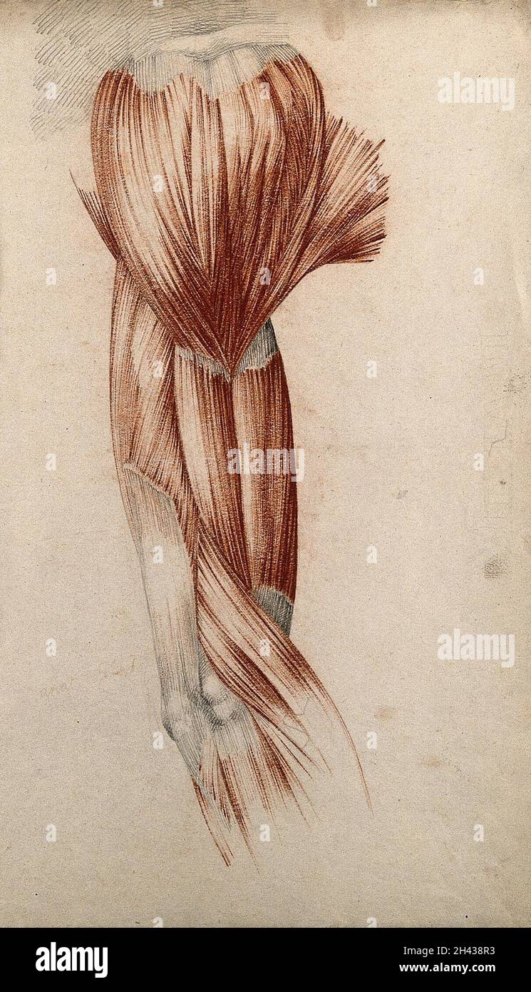 Muscles of the upper arm and shoulder. Red chalk and pencil drawing by ...