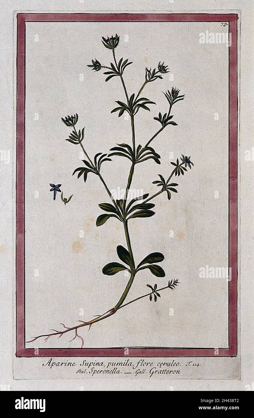 Field madder (Sherardia arvensis L.): entire flowering plant with ...